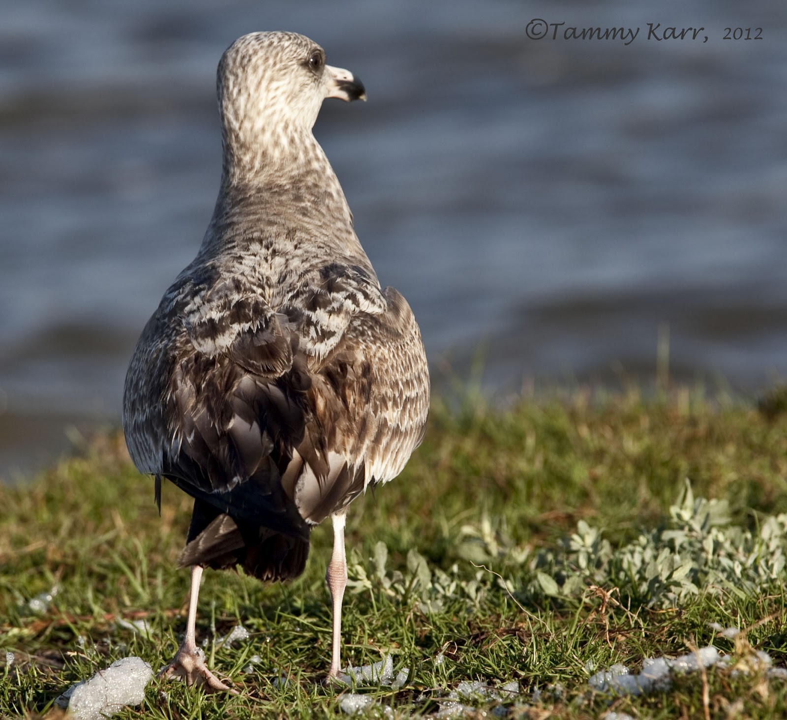 i heart florida birds: Merritt Island National Wildlife Refuge 2/11/12