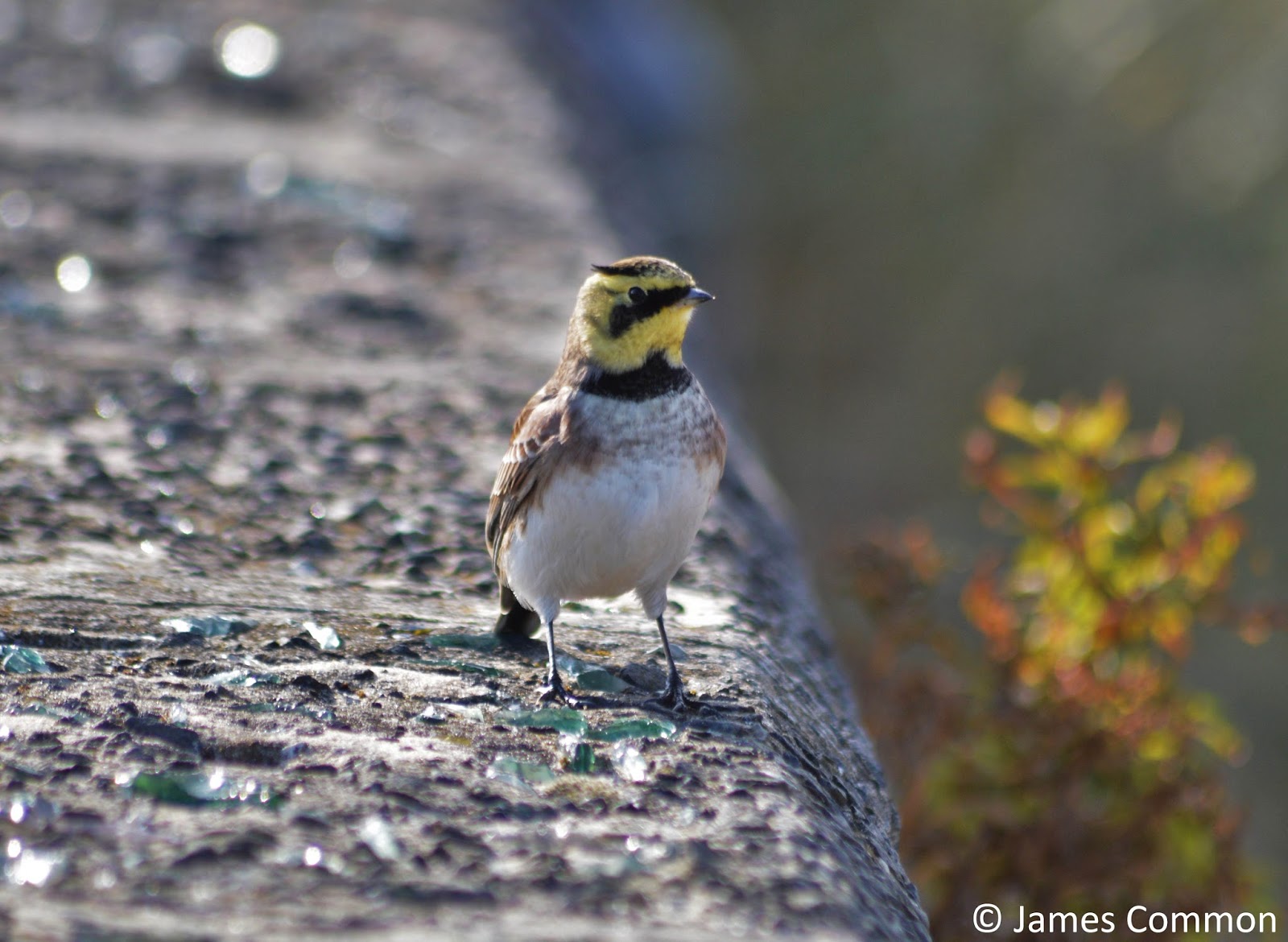 BTO Young Birders: Winter on the Blyth Estuary, by James Common