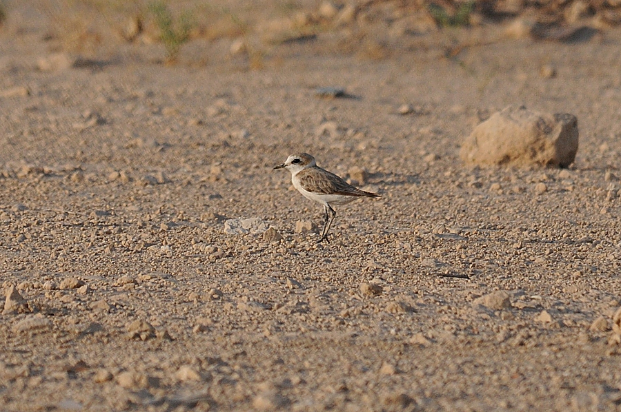 Birds of Saudi Arabia: Waders a Plenty
