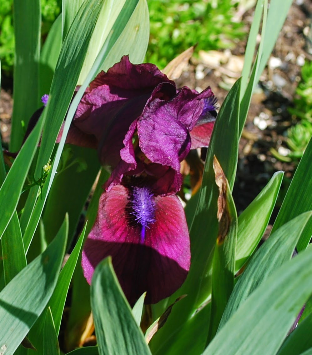 Daniel's Pacific NW Garden: First Irises. 4.16.14