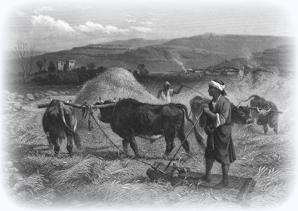 Just thinking: Ox and Grain