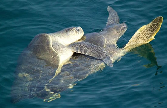 REVISTA ECOSOCIALISTA : LA TORTUGA CARDON (DERMOCHELYS CORIACEA)