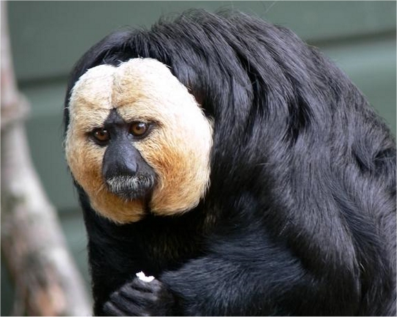 Lo SgaMo: Gli animali più Strani del Mondo