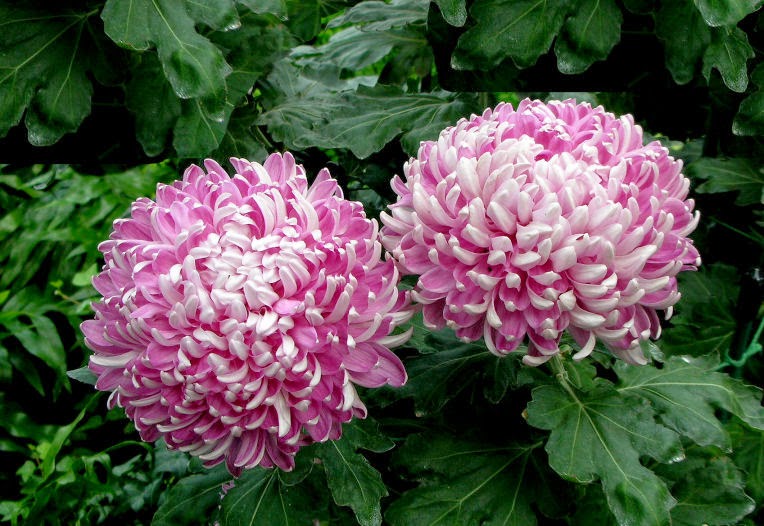 My Virtual Garden 2: Mum Day