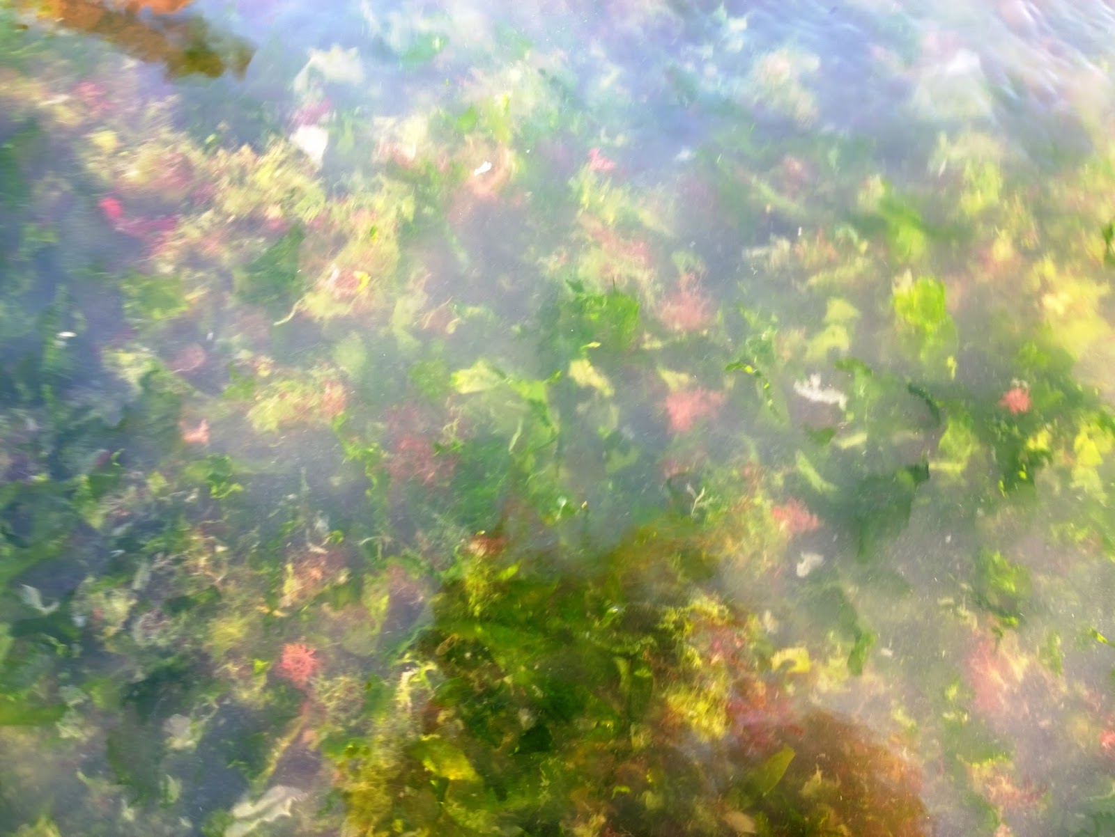 Alge din speciile Acrochaetium savianum, Ulva intestinalis si genul ...