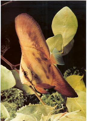 Fish Index: Orbiculate Batfish (Platax orbicularis)