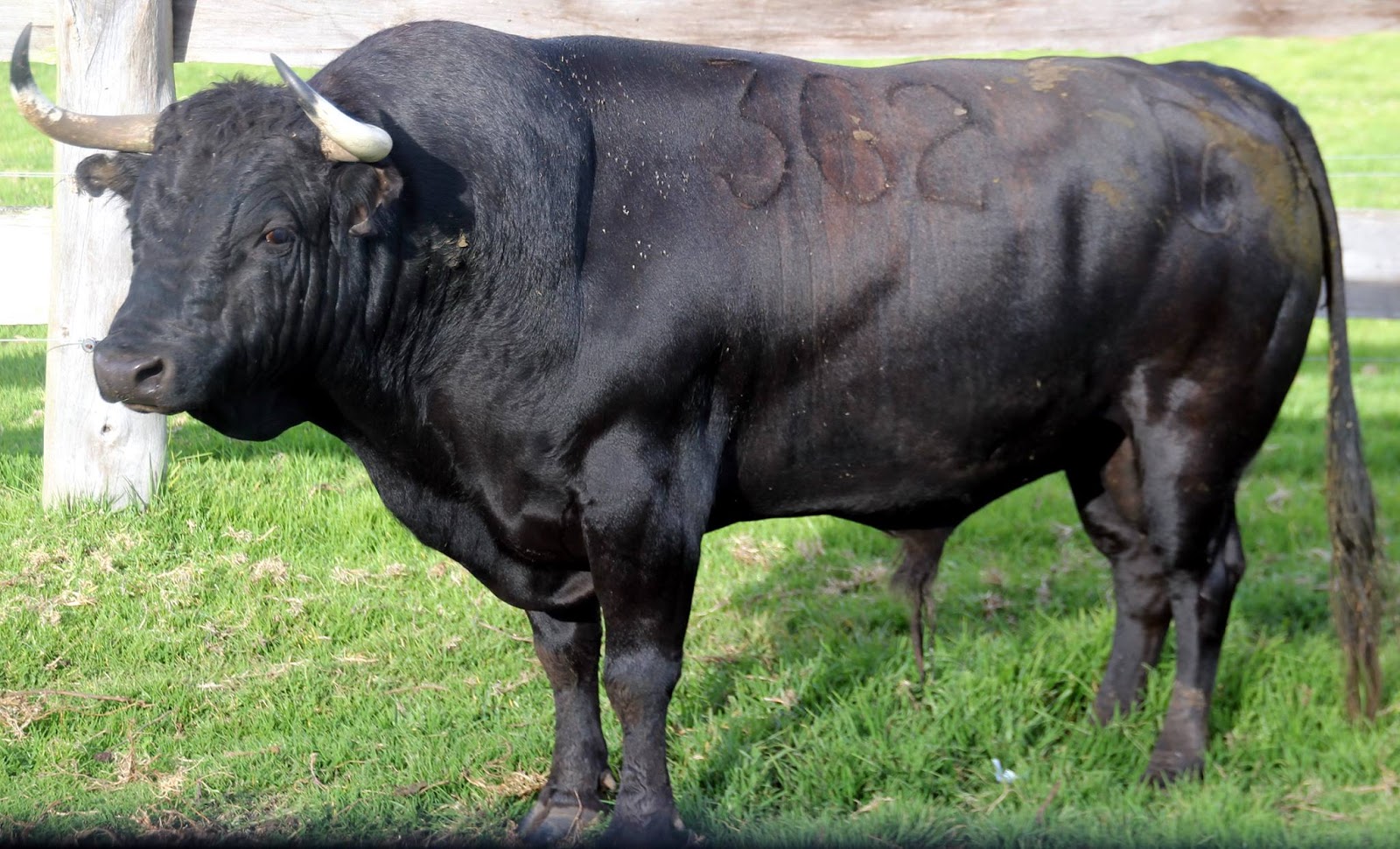 TAUROMAQUIAS - Primera bitácora taurina del Perú: Toros colombianos ...
