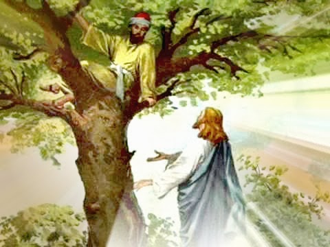 Parroquia Bajadilla (Algeciras): EL SICÓMORO Y LA HIGUERA