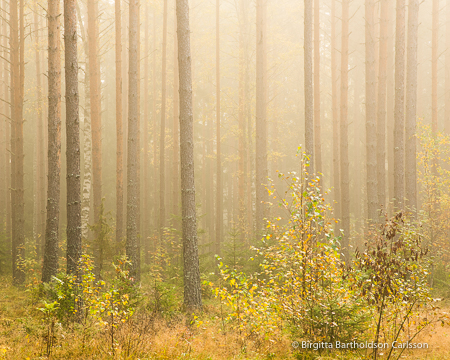 birgittas bilder: Tallskog