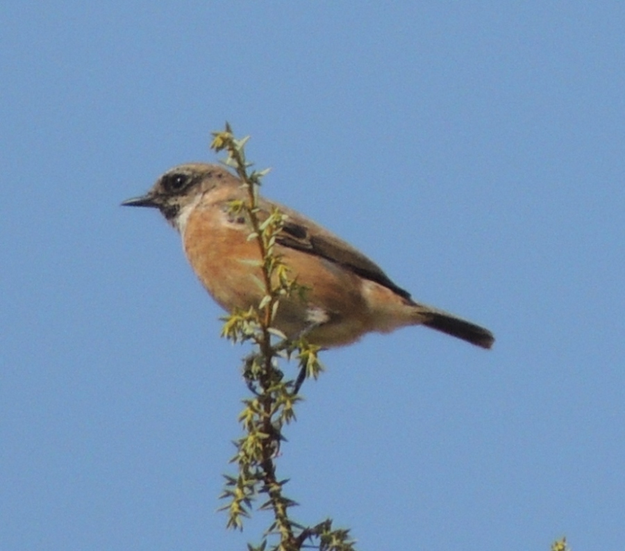 Birding for a Lark: Cedars National Park, Lebanon