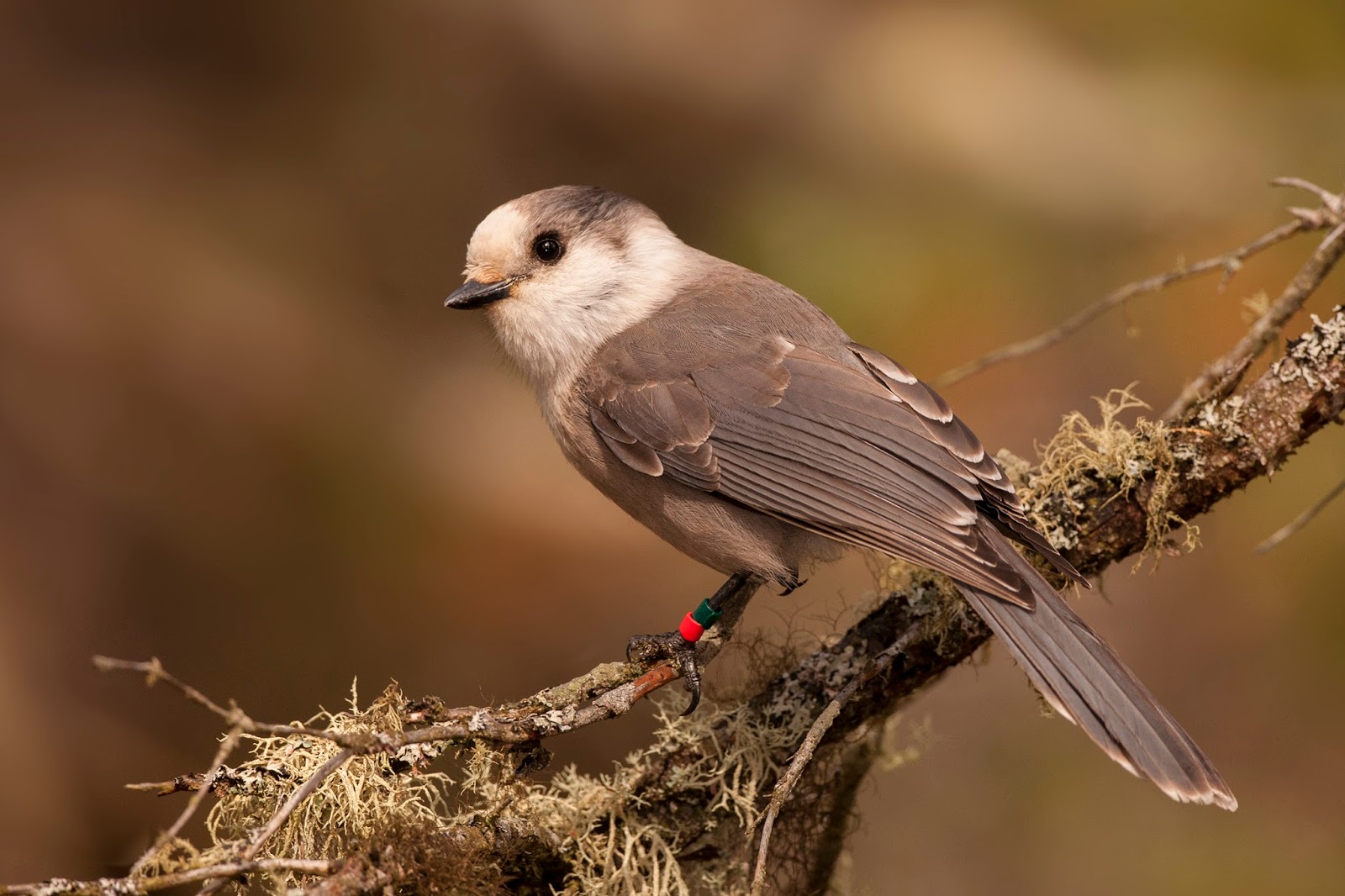 Elizabeth Kellogg Blog: Gray Jay nominated as Canada's National Bird Elizabeth Kellogg Blog: Gray Jay nominated as Canada's National Bird