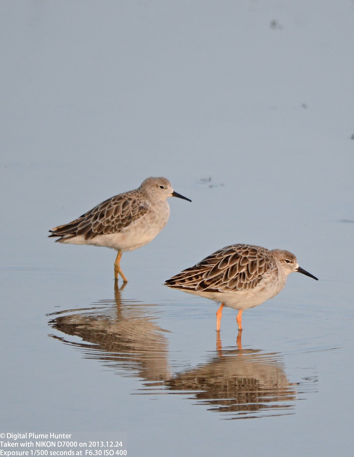 Hunting Digital Plumes in the US and Beyond: Birding the Extraordinary ...