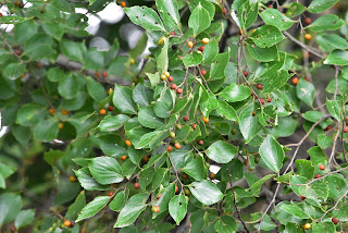 Garden trees in Japan: Japanese hackberry (Enoki)