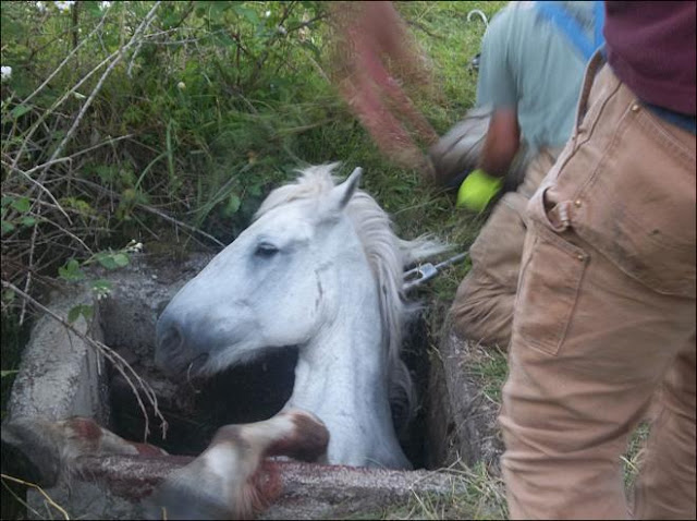 White Wolf : Horse rescued from well: 'It just looked like an ...