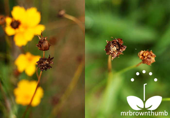 How to Save Coreopsis Seeds : MrBrownThumb