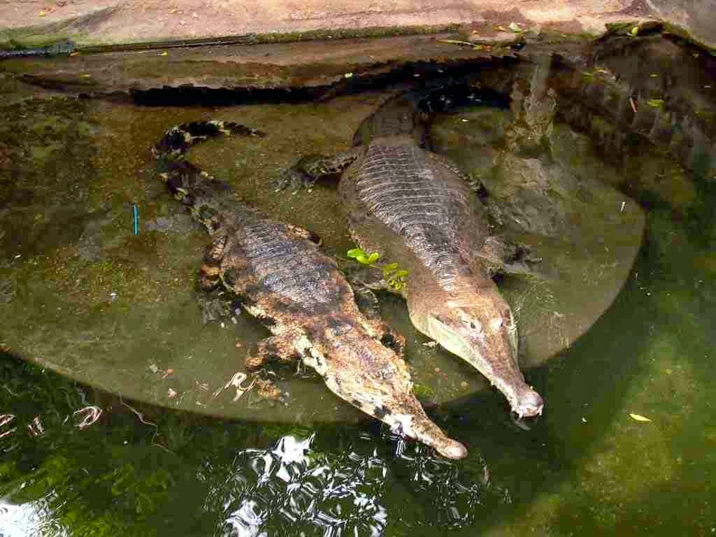 Sciency Thoughts: Teeth and osteoderms of a Sebecosuchian ...