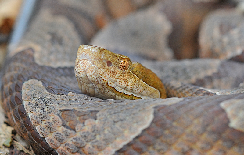 In Relentless Pursuit: On Snake Mountain