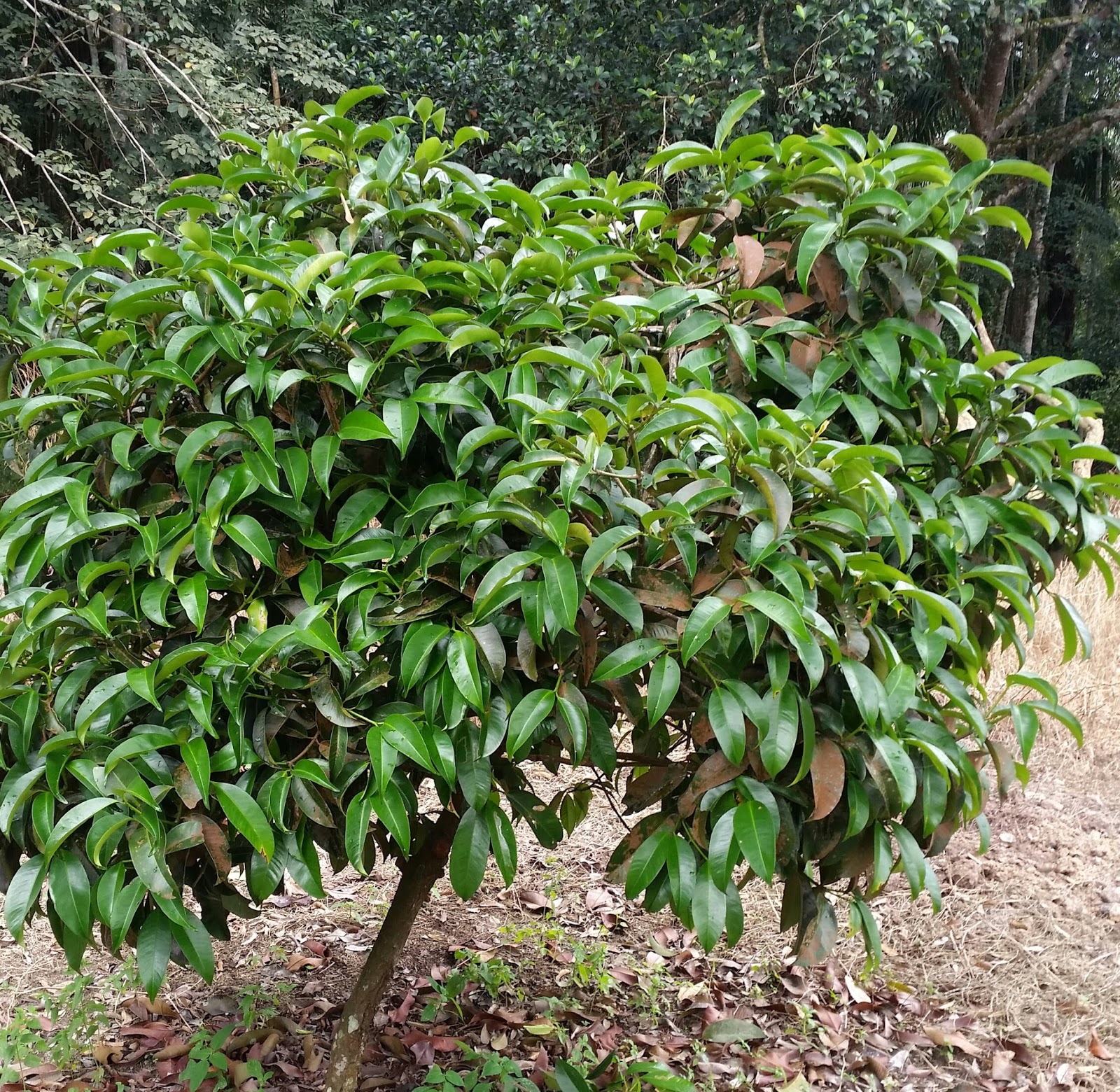 Warisan Petani: Tanaman Manggis.
