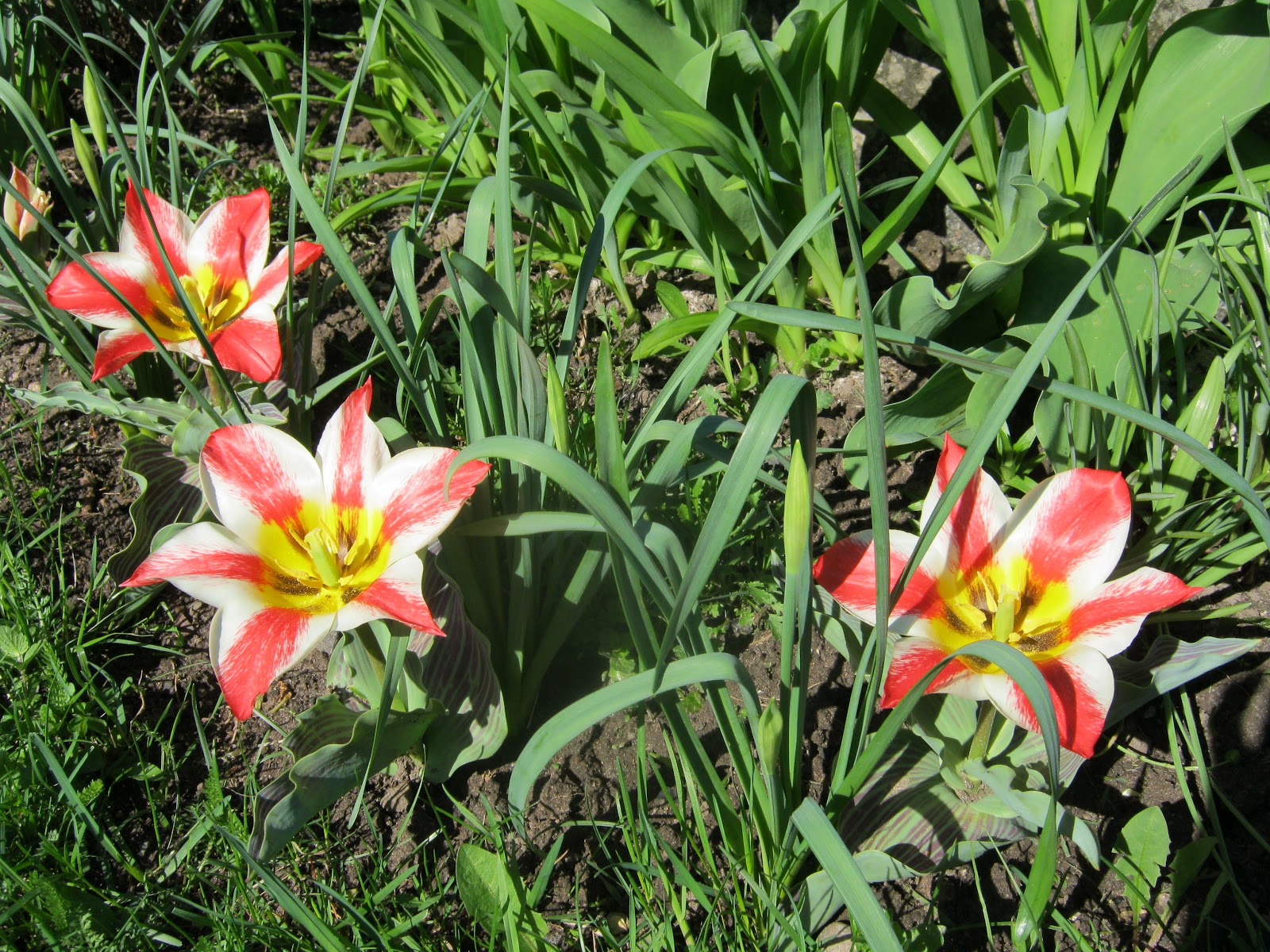 Mai Kalda aiablogi: Tulpide aeg