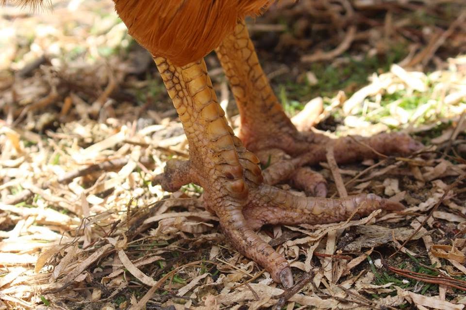 Keeping Chickens NZ: Typical chicken health problems in a nutshell
