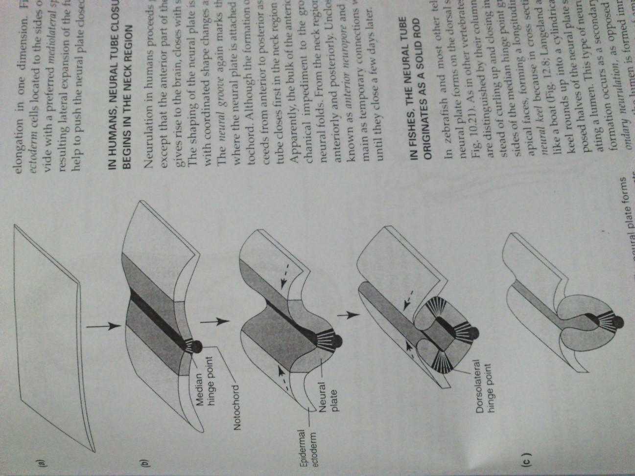BELAJAR...: Bab 12 Neurulasi dan Sumbu Induksi