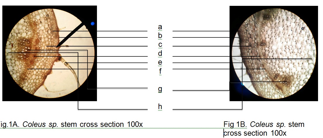 Coleus Plant Diagram