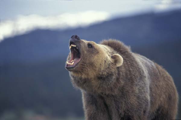 Jessica Knauss Famous Author A Grisly Grizzly Sight jessica-knauss-famous-author-a-grisly-grizzly-sight