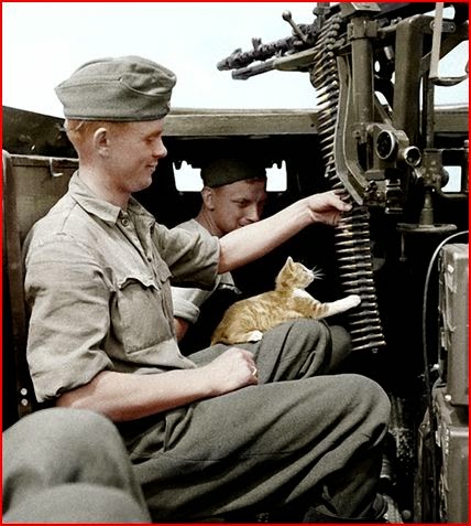 World War II in Pictures: Cats in World War II