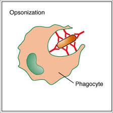 Biology Club: Overview of immune system Part 3