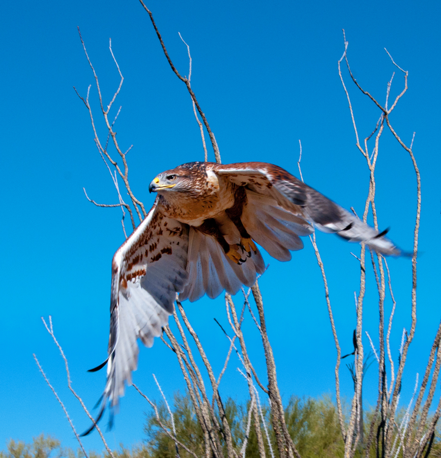 Follow The Sykes Birds: Tucson 2012 Part 3