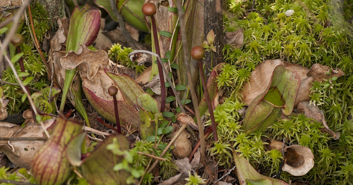 Nature photos from an Amateur Naturalist: Ponkapoag Bog, USA (Ponkapoag ...