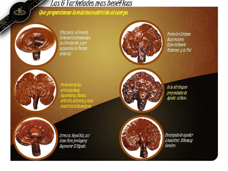 Café Saludable de Ganoderma Lucidum: Las 6 Varidades del Ganoderma Lucidum