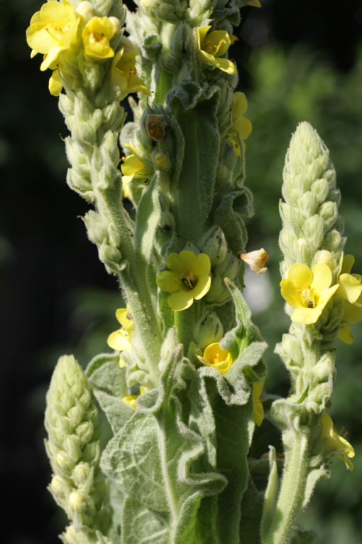 The Wardens Today: COMMON MULLEIN