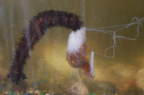 AQUA ANIMALIA: CULTURE OF SEA CUCUMBER