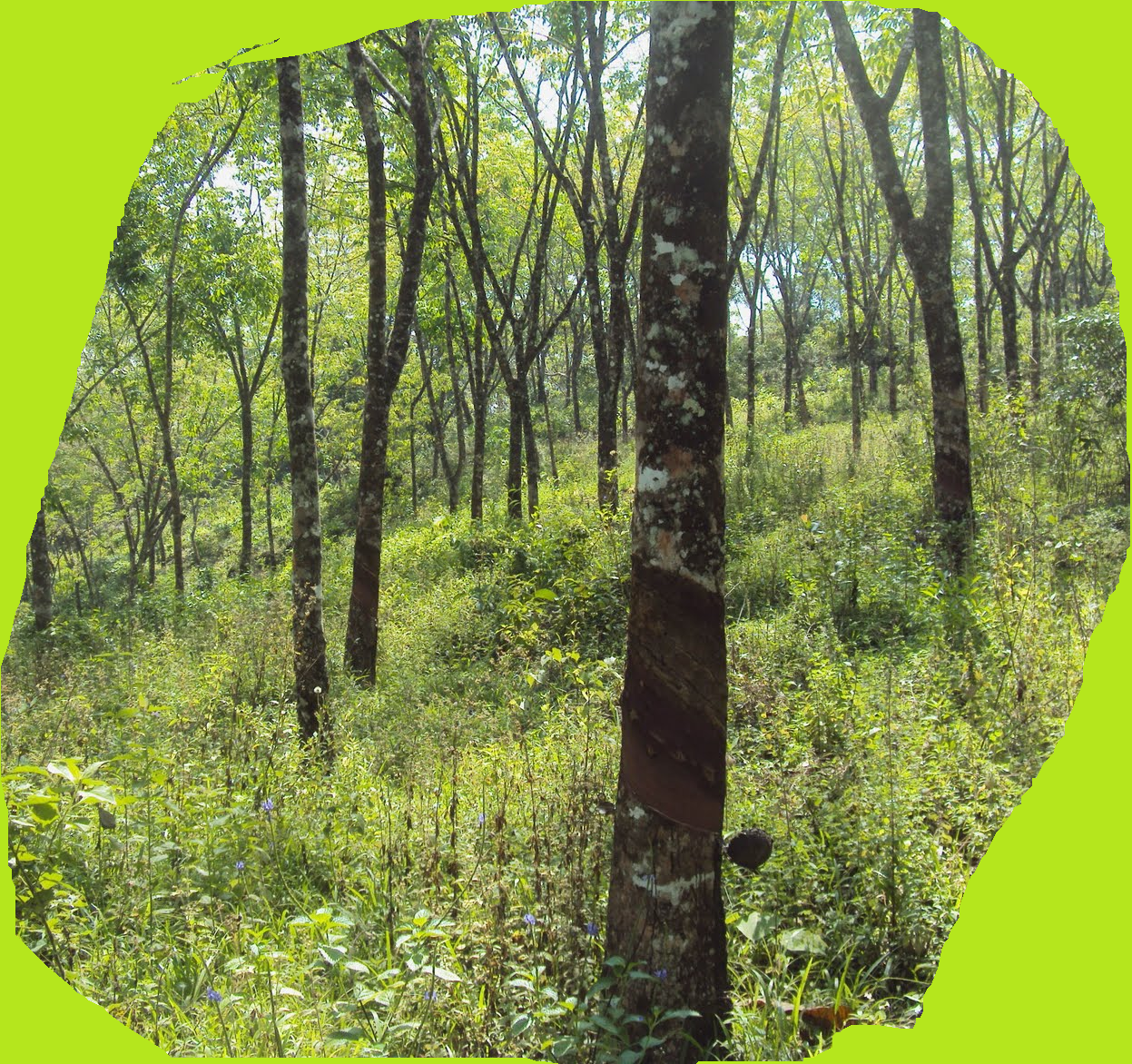 Sri Lanka Tea Rubber Cocunut