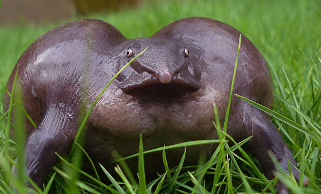 Purple Frog - A Mysterious Amphibian