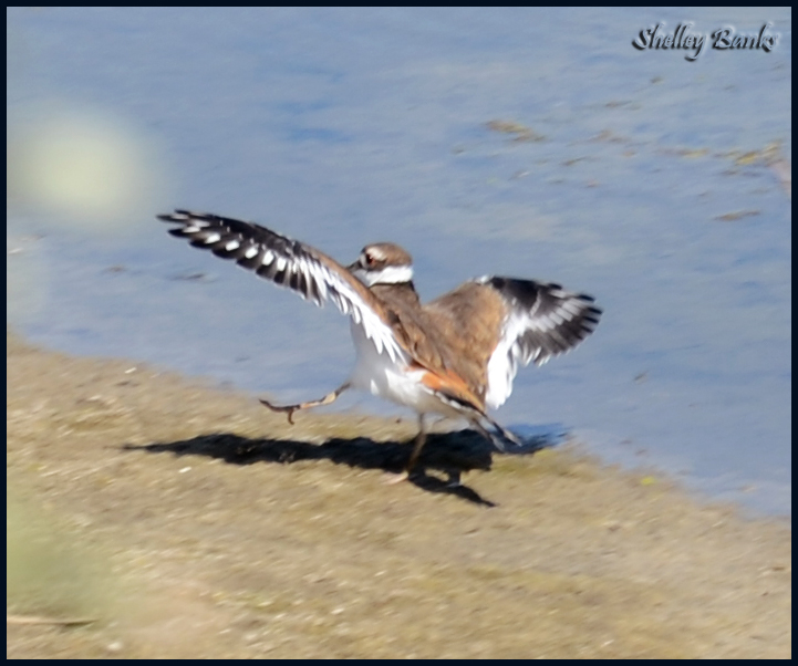 Prairie Nature: Birds / Oiseaux