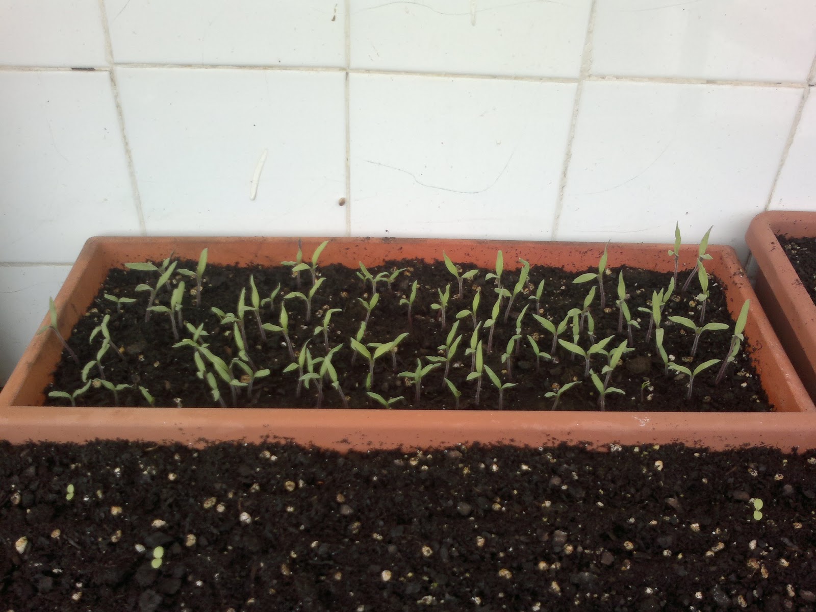 DIARIO DE UN CAMPESINO: SEMILLAS GERMINADAS DE TOMATE