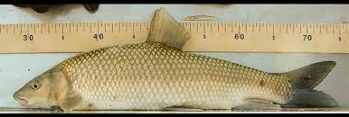 Pesca Leonesa: Barbo Común