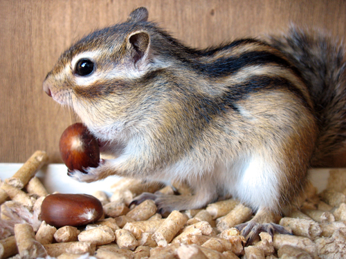 L'alimentazione del tamia