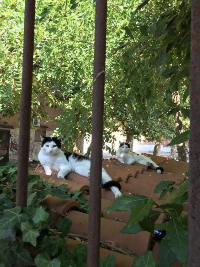 Funny cats - part 321 (40 pics + 10 gifs) | Amazing Creatures