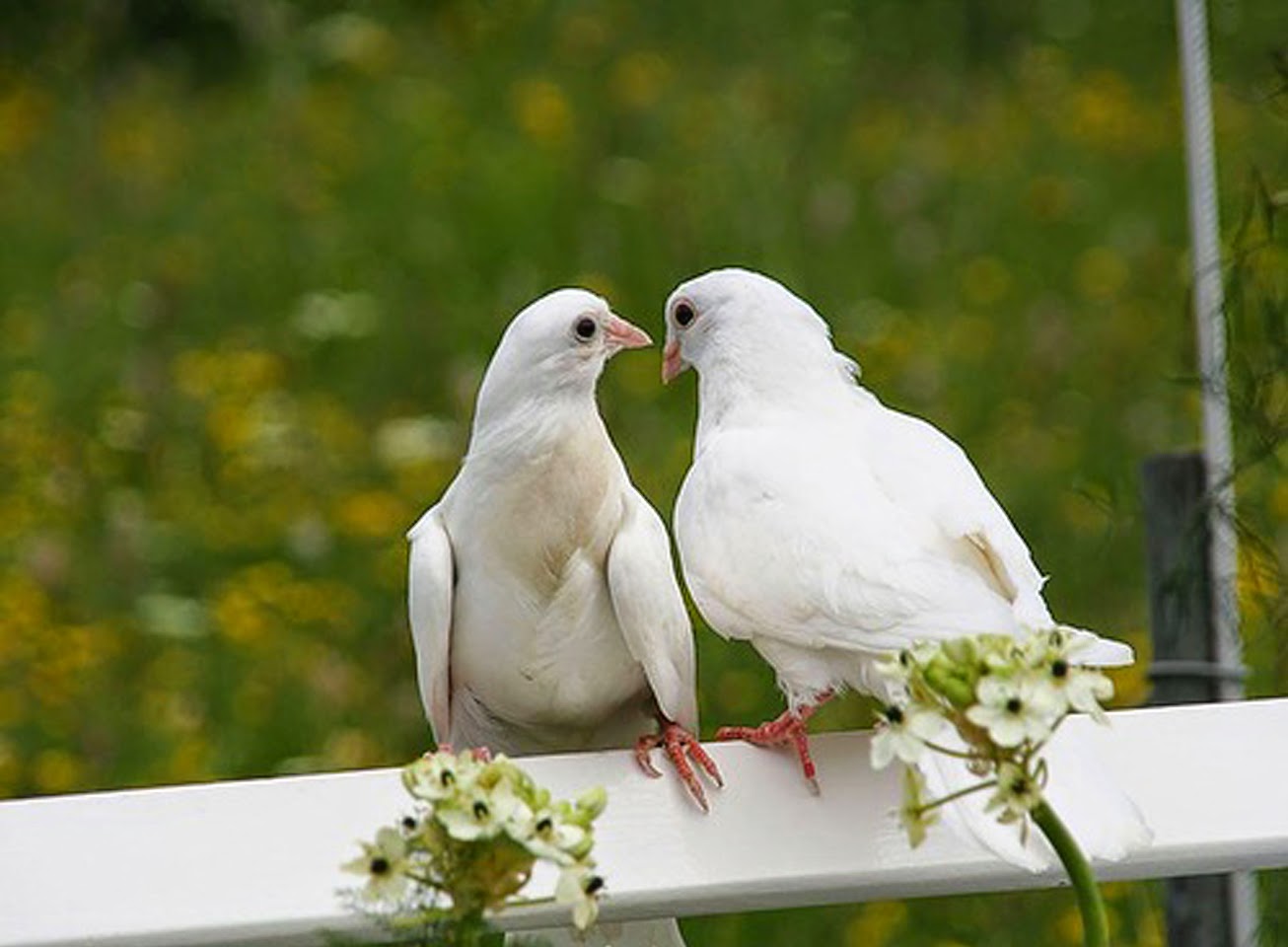 Burung merpati - Burung