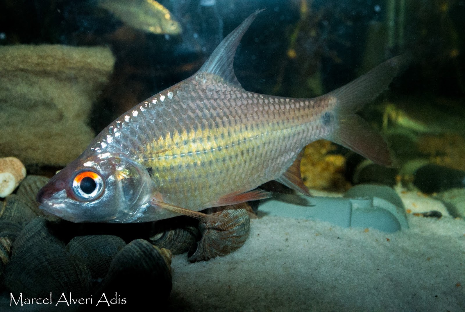 Cyclocheilichthys apogon (Beardless Barb). Valenciennes, 1842 ...