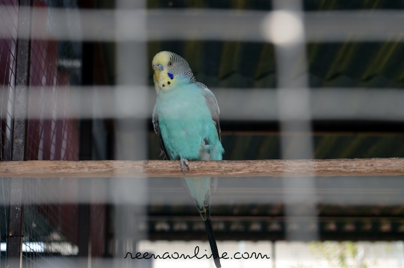 Reena's Online: Burung Baji / Budgie Bird