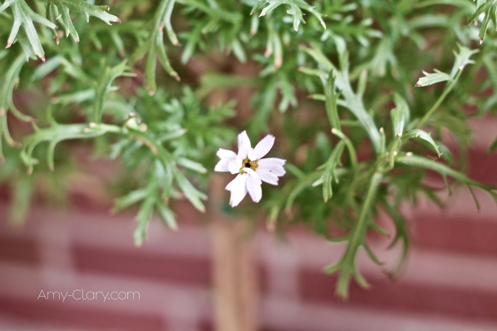 The Daisy Tree Story | Amy Clary