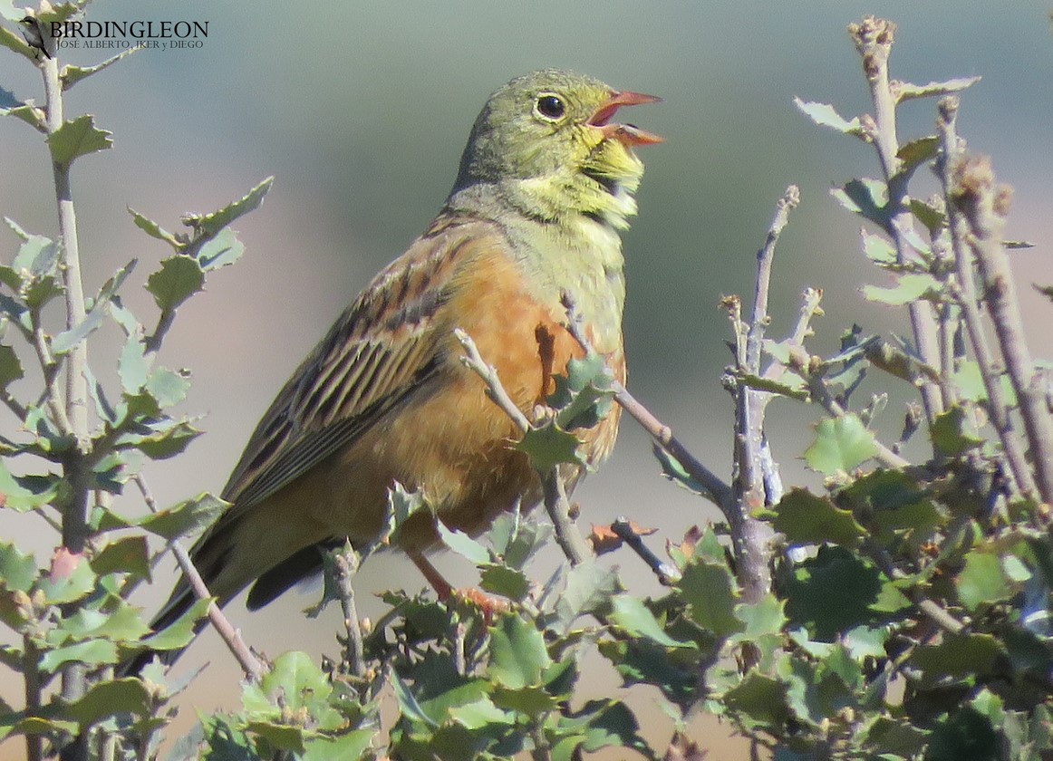 BIRDINGLEON: ¡La Maldición del ESCRIBANO HORTELANO!