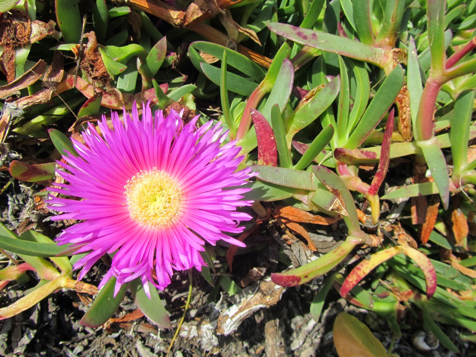 Educação Ambiental n'A ROCHA: Plantas exóticas, infestantes e invasoras