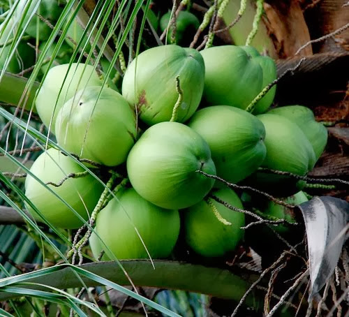 DEMI MASA .. sesungguhnya manusia itu sentiasa rugi : KELAPA MUDA ...