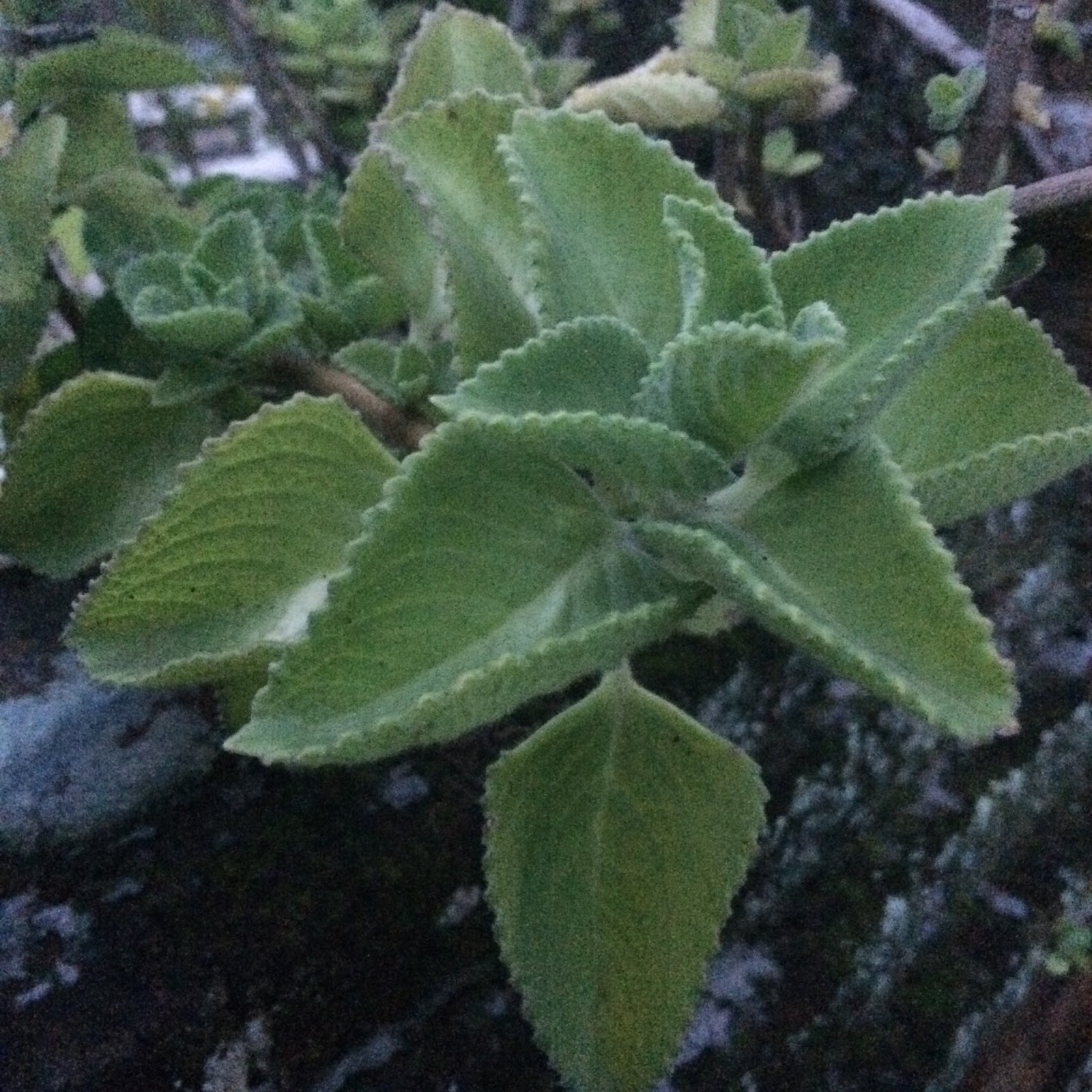 Manfaat Daun Ginten(bali)-Daun Jinten ~ Cintapohonku
