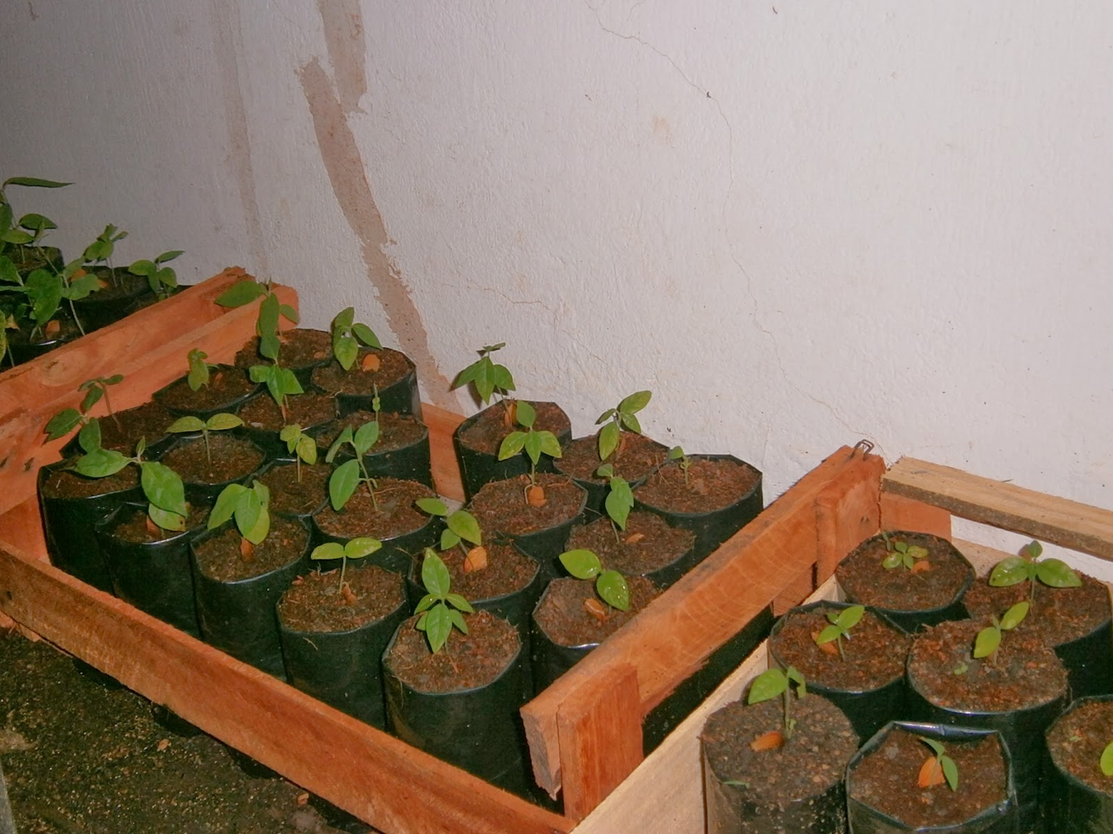 Zelando pela Chacrona e pelo Jagube: Novas mudas de Jagube a partir de ...